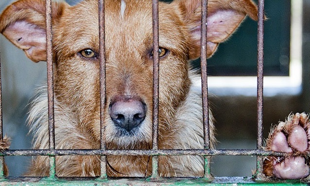 EN FRANCE - Lutte contre la maltraitance animale: 4000 policiers et ...
