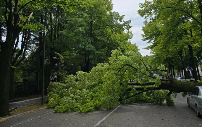 Maltempo in Veneto: alberi caduti e strade allagate, tromba d’aria a Conegliano | TViWeb